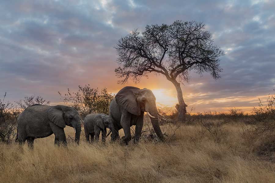 Motswari Game Lodge | Timbavati Private Nature Reserve